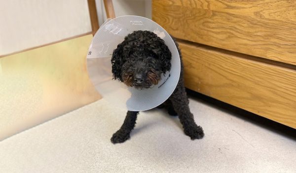 Surgery - Pinedale Animal Hospital