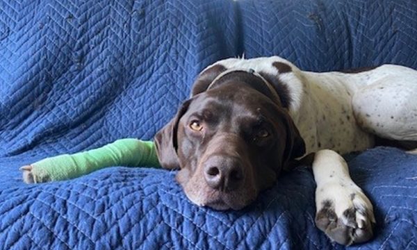 Emergencies - Pinedale Animal Hospital